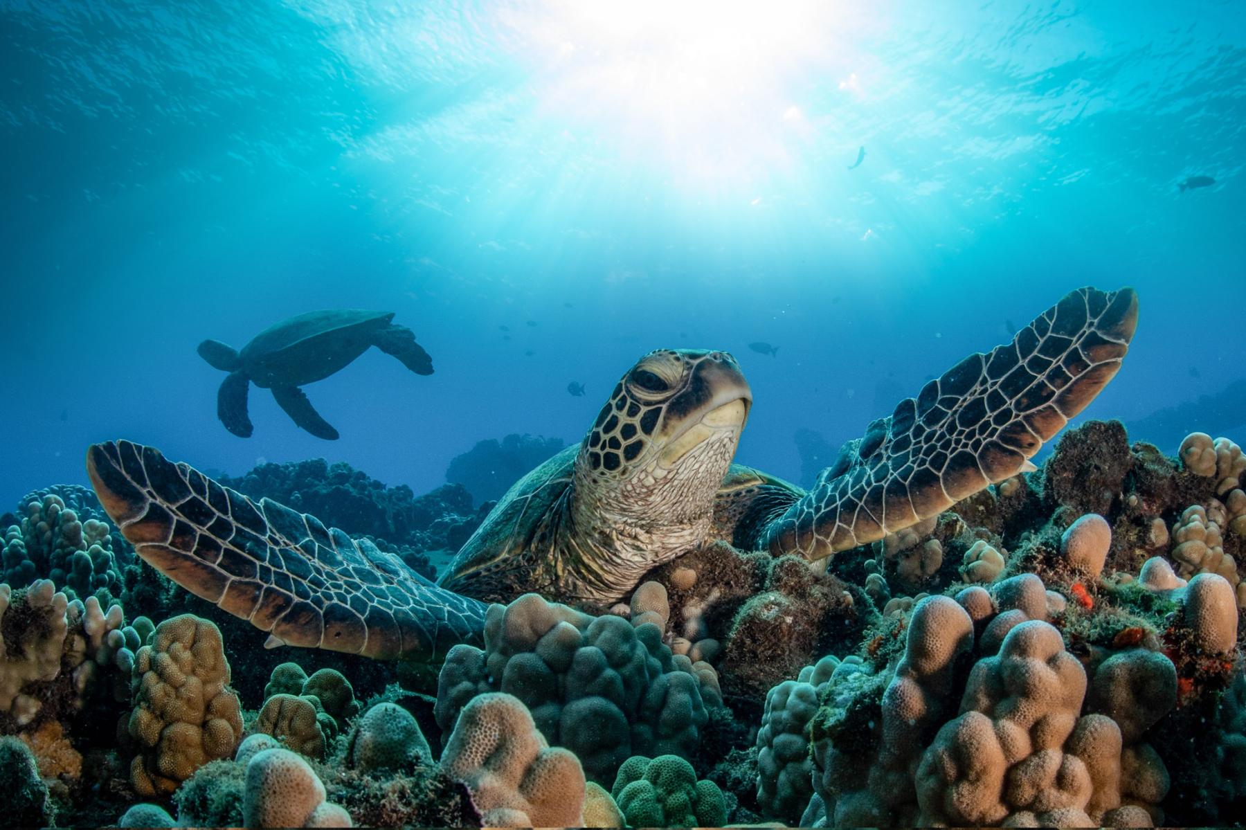 Riviera Maya | Official Web